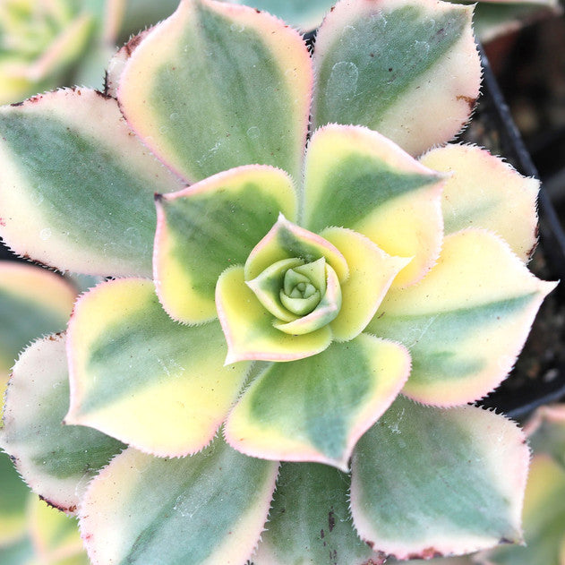 Aeonium 'Sunburst' – Succulent Bloom Co.